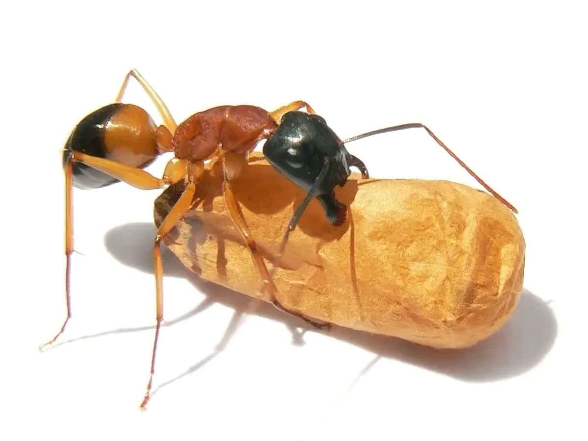 An Object Lesson from Ant Hatching – Biblical Lessons from Nature