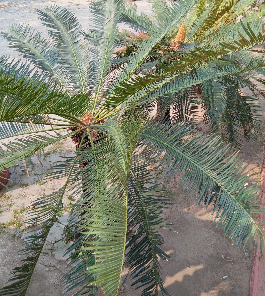 Cycads Reproduce by Turning Up the Heat – Biblical Lessons from Nature